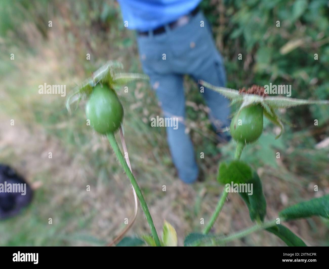 Harsh Downy-rose (Rosa tomentosa) Plantae Stock Photo - Alamy