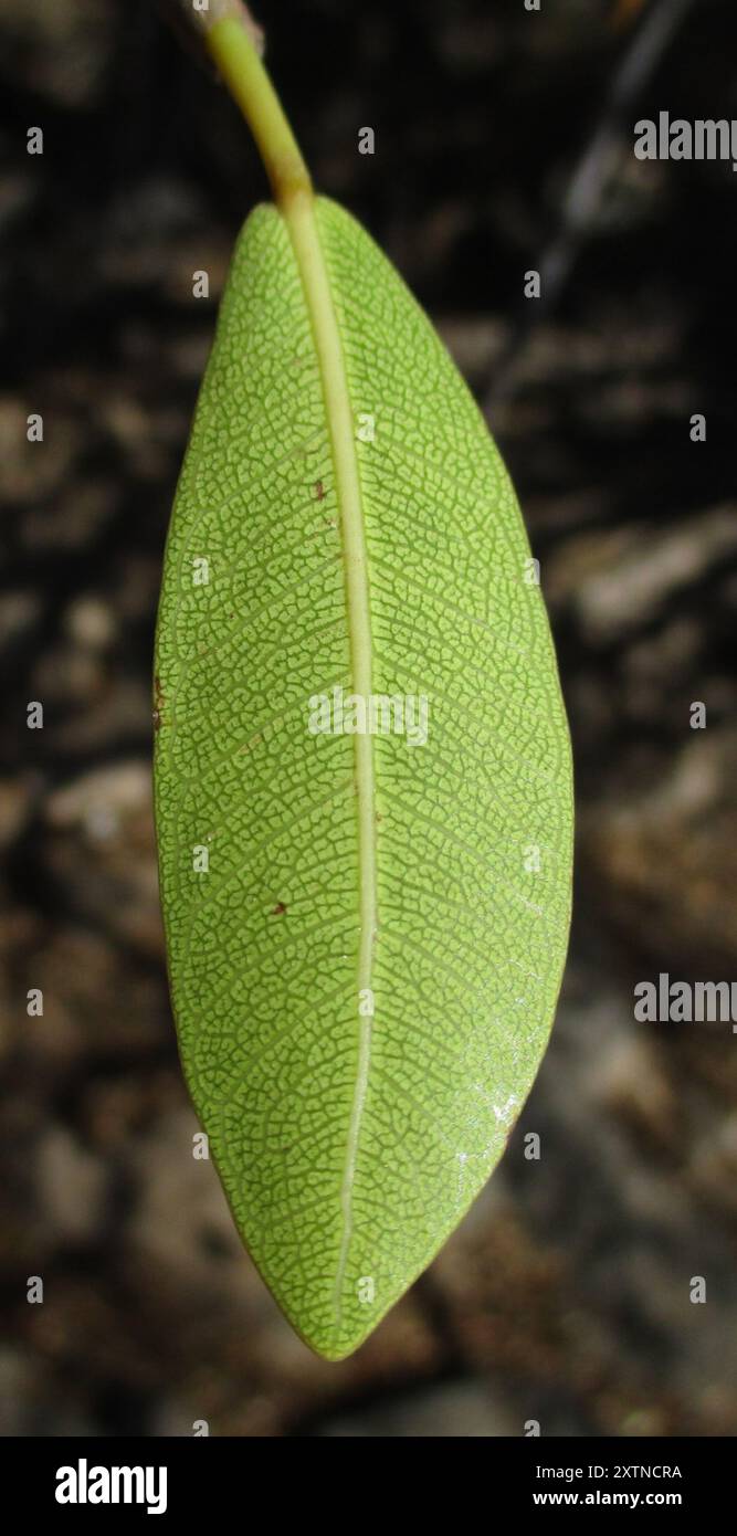 Common Wild Fig (Ficus burkei) Plantae Stock Photo - Alamy