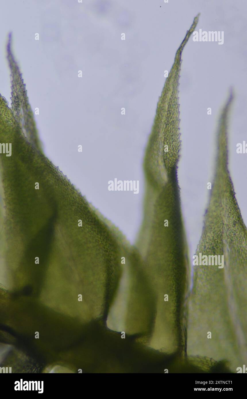 Whipple's claopodium moss (Claopodium whippleanum) Plantae Stock Photo ...