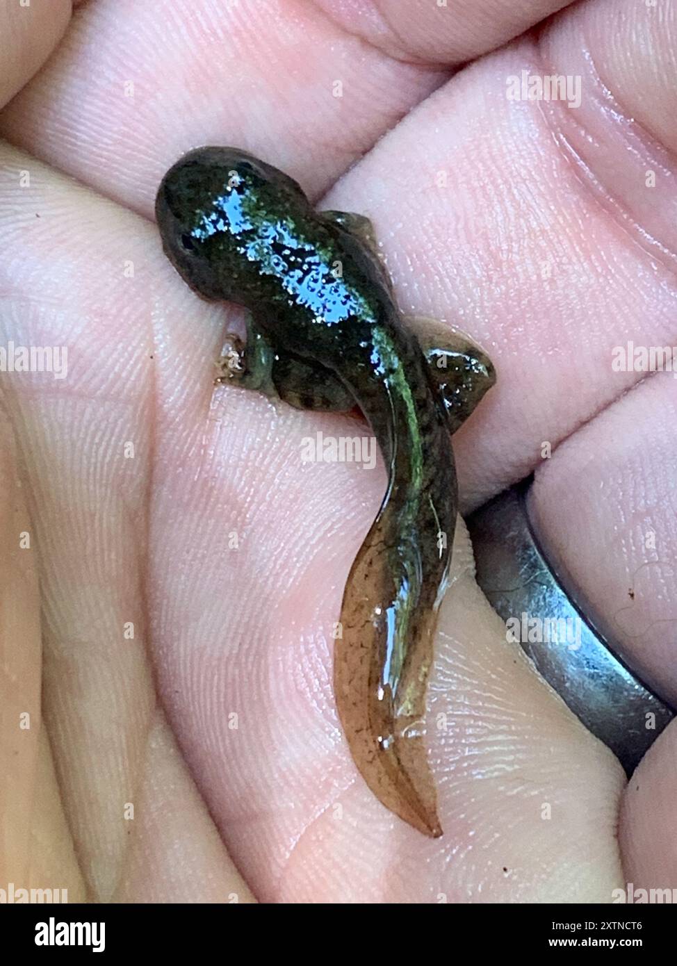 Foothill Yellow-legged Frog (Rana boylii) Amphibia Stock Photo - Alamy