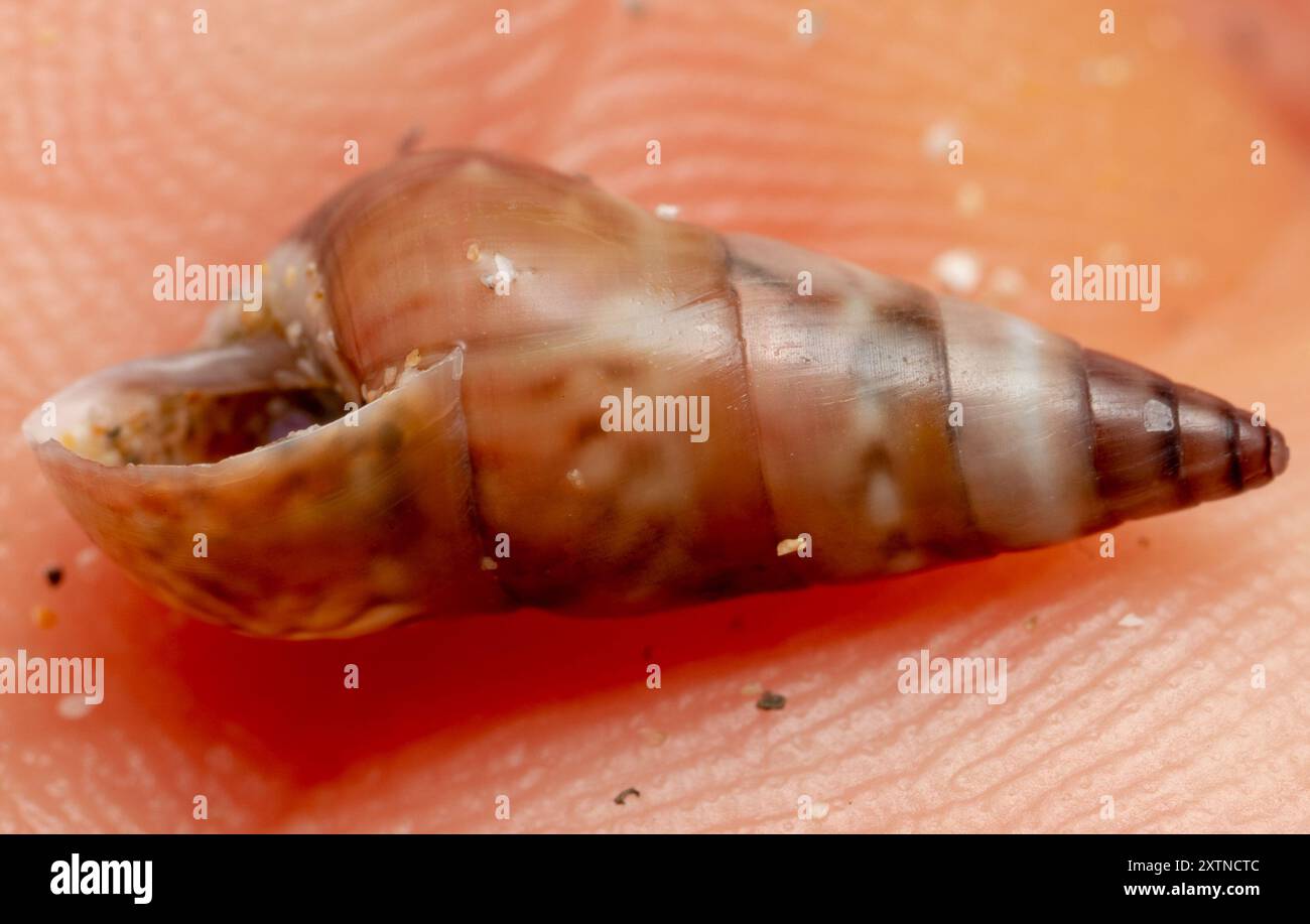 Banded Kelp Shell (Bankivia fasciata) Mollusca Stock Photo - Alamy