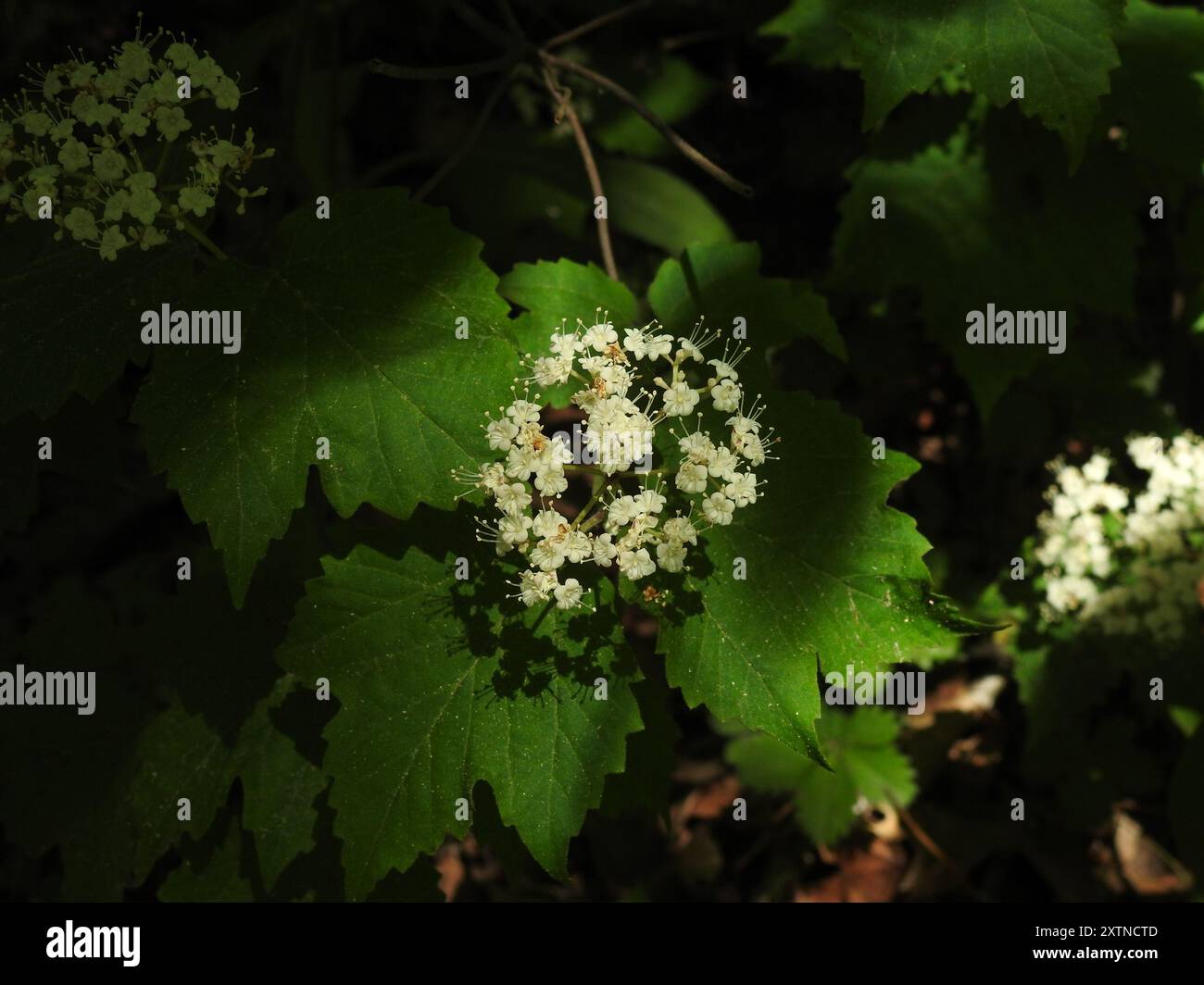 mapleleaf viburnum (Viburnum acerifolium) Plantae Stock Photo - Alamy