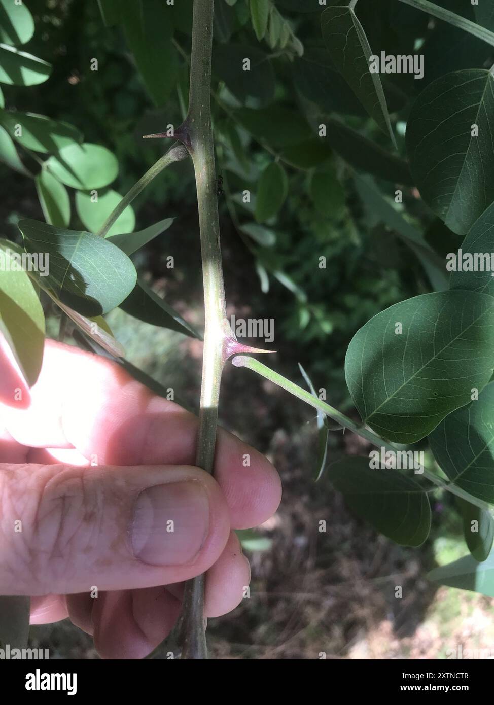 New Mexico locust (Robinia neomexicana) Plantae Stock Photo - Alamy
