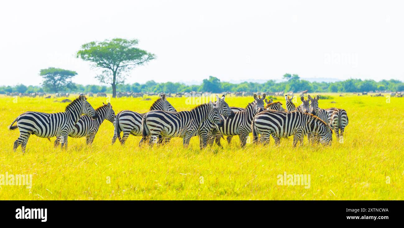 Grtasslands hi-res stock photography and images - Alamy