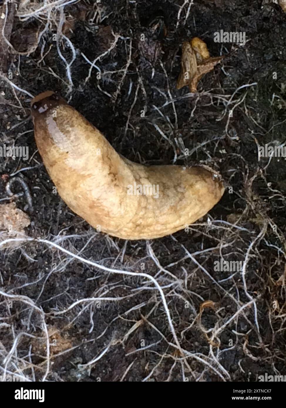 Milky Slug (Deroceras reticulatum) Mollusca Stock Photo - Alamy