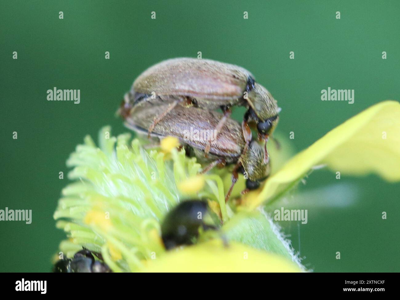 Raspberry Beetle (Byturus tomentosus) Insecta Stock Photo - Alamy