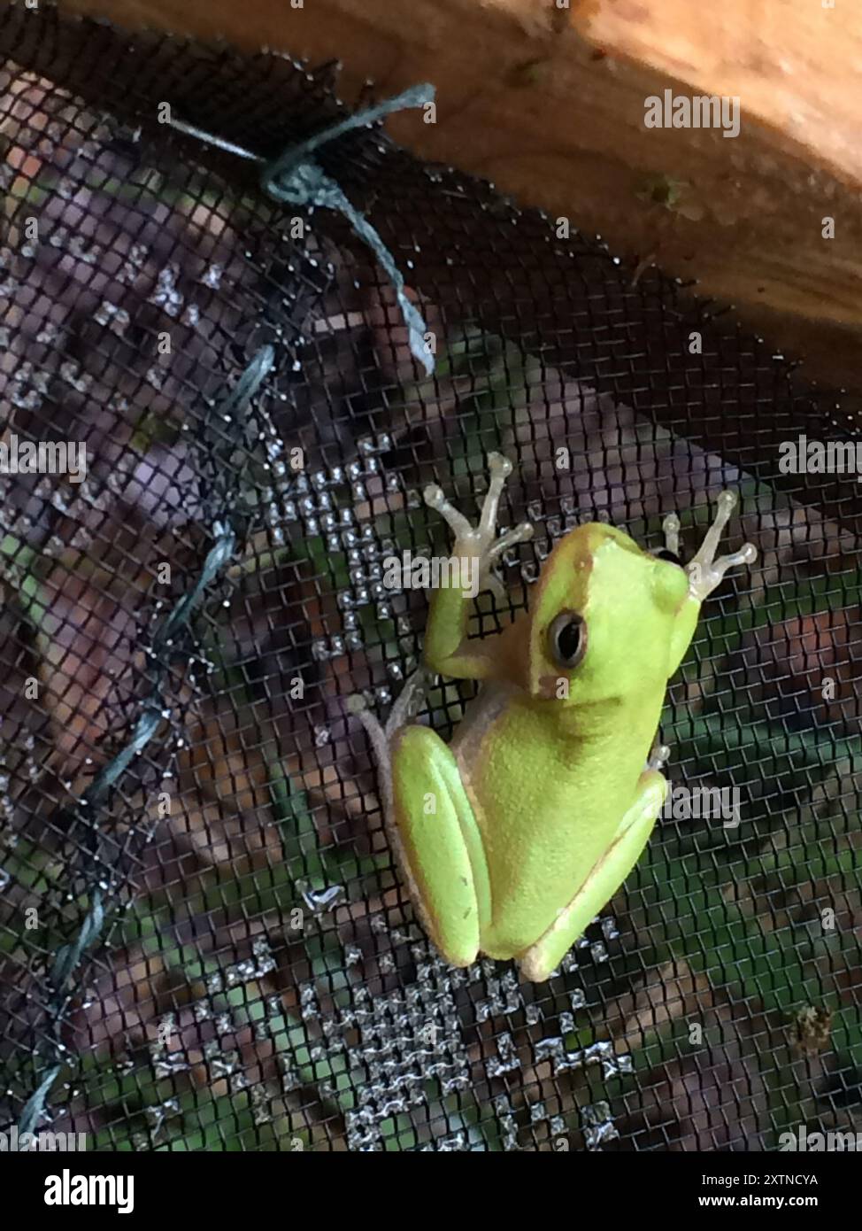 Squirrel Treefrog (Hyla squirella) Amphibia Stock Photo - Alamy