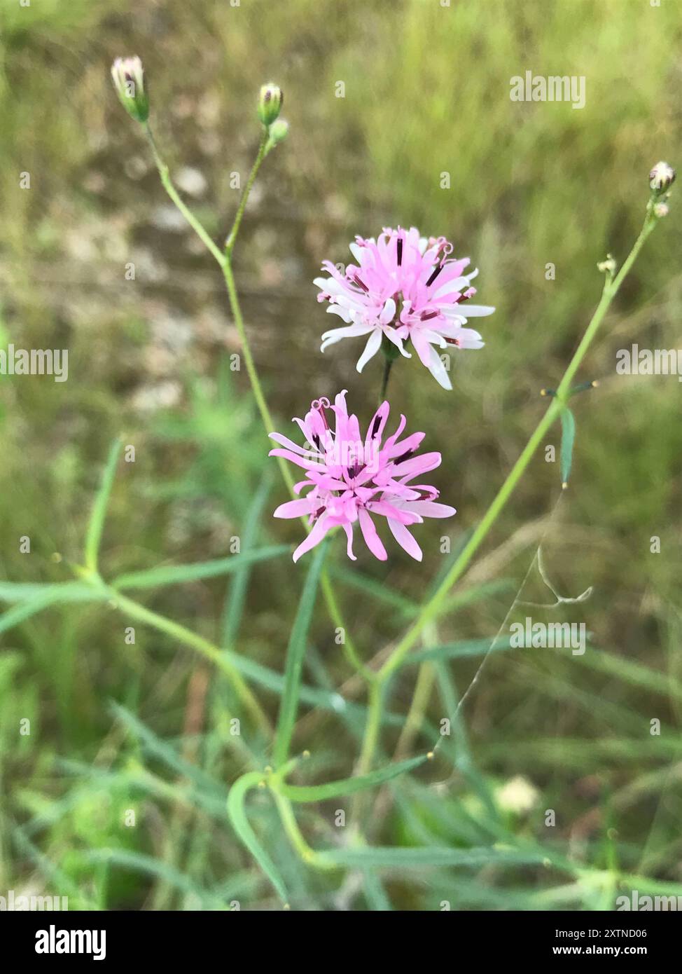 Small Palafox (Palafoxia callosa) Plantae Stock Photo - Alamy