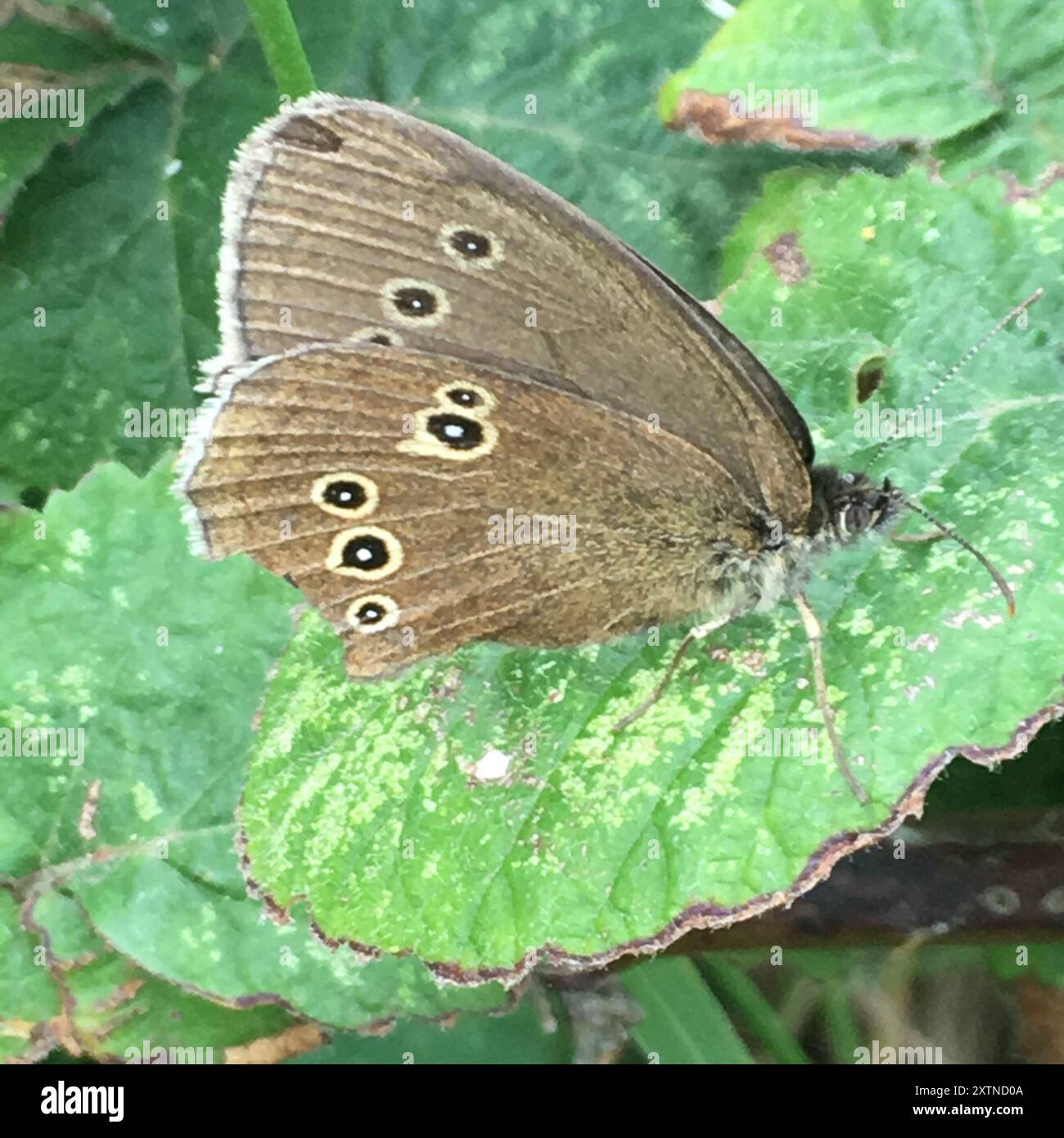 Ringlet (Aphantopus hyperantus) Insecta Stock Photo - Alamy
