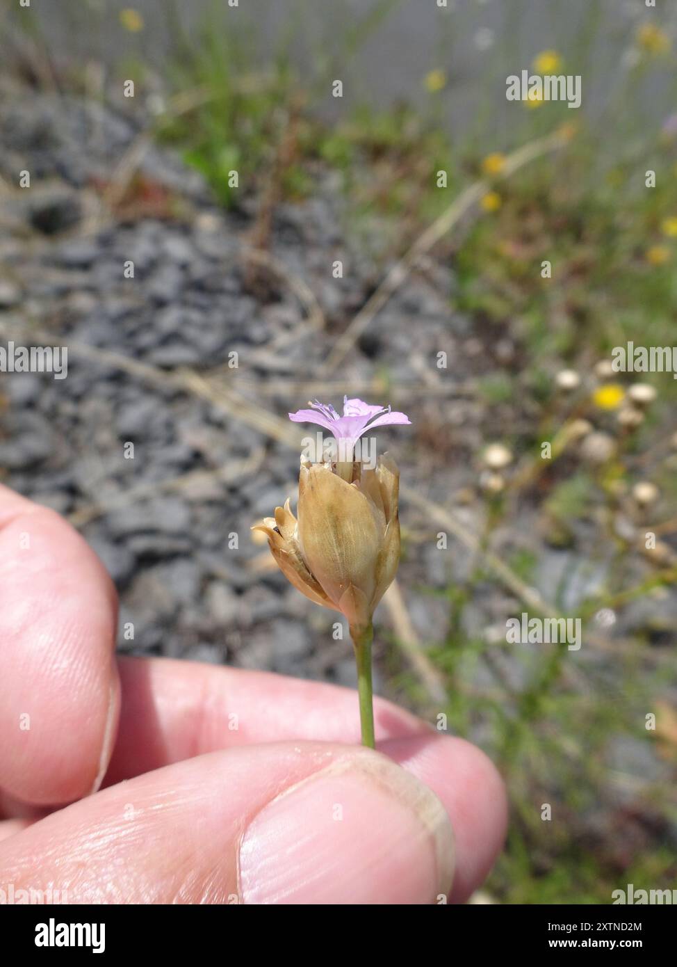 Proliferous Pink (Petrorhagia prolifera) Plantae Stock Photo - Alamy