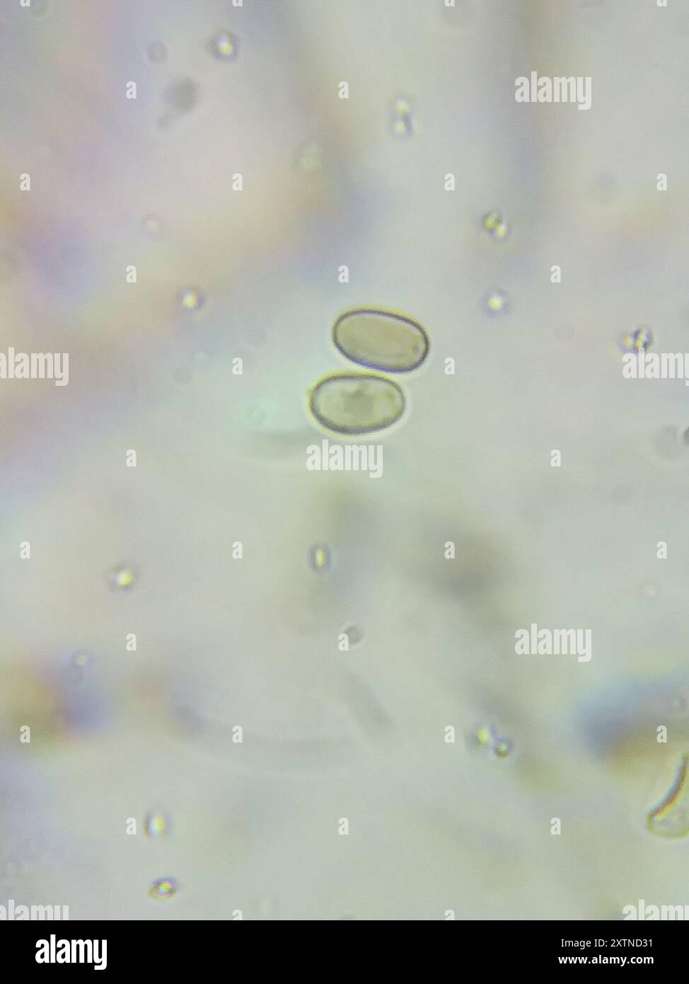 Pale Brittlestem (Candolleomyces candolleanus) Fungi Stock Photo - Alamy