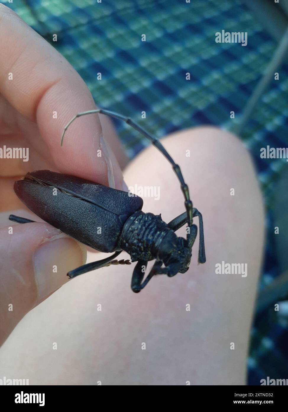 Great capricorn beetle (Cerambyx cerdo) Insecta Stock Photo - Alamy