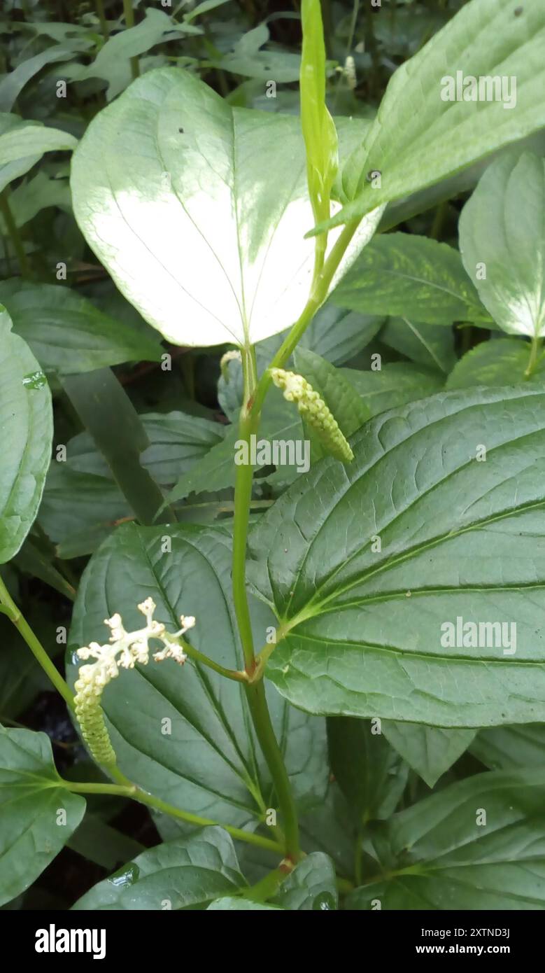 Asian Lizard's Tail (Saururus chinensis) Plantae Stock Photo - Alamy