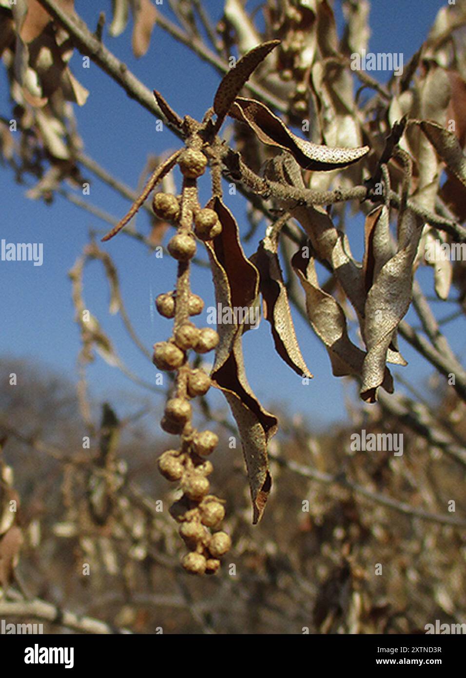 Lavender Feverberry (Croton gratissimus) Plantae Stock Photo - Alamy