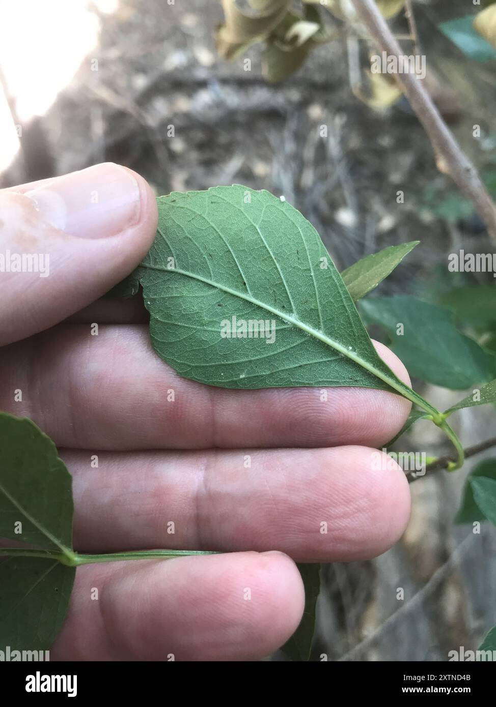 velvet ash (Fraxinus velutina) Plantae Stock Photo - Alamy