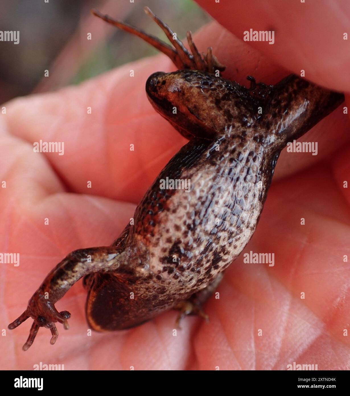 Common Eastern Froglet (Crinia signifera) Amphibia Stock Photo - Alamy