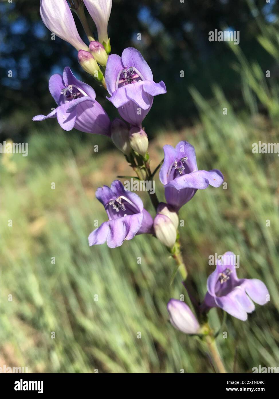 Dusty Beardtongue (Penstemon comarrhenus) Plantae Stock Photo - Alamy