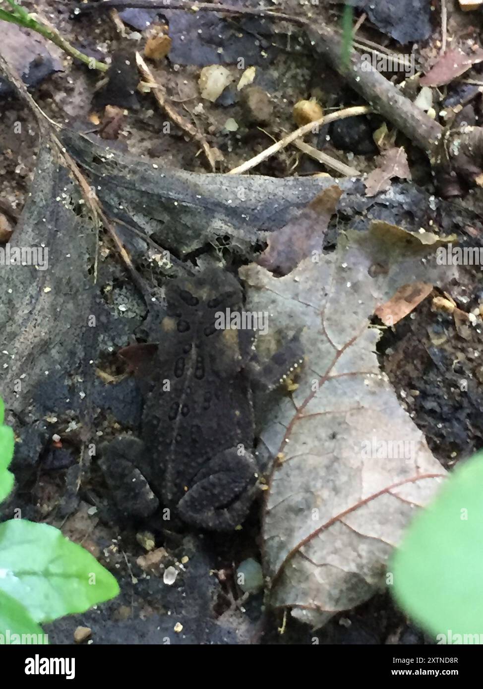 Eastern American Toad (Anaxyrus americanus americanus) Amphibia Stock ...