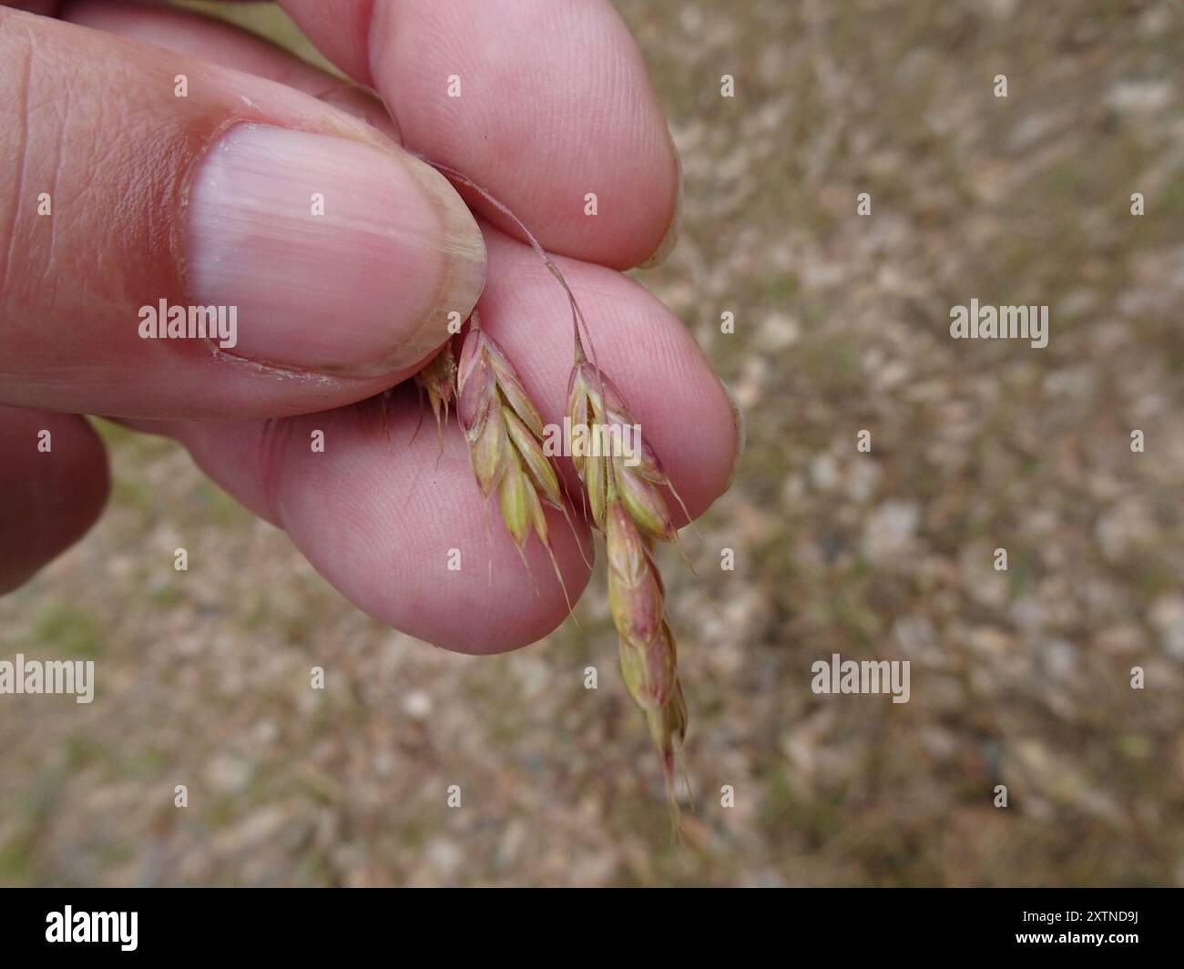 Rye brome hi-res stock photography and images - Alamy