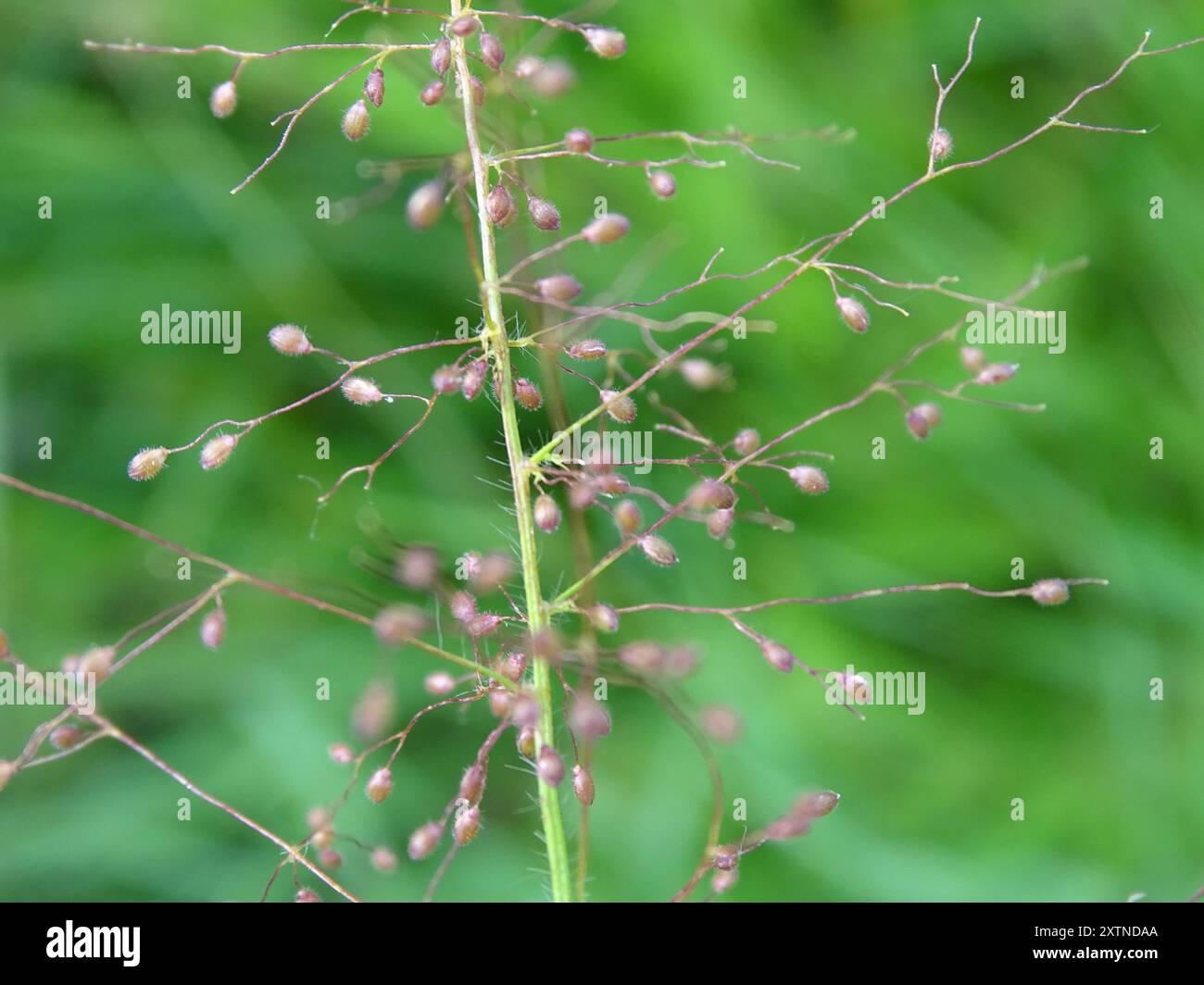 old field panic grass (Dichanthelium implicatum) Plantae Stock Photo ...