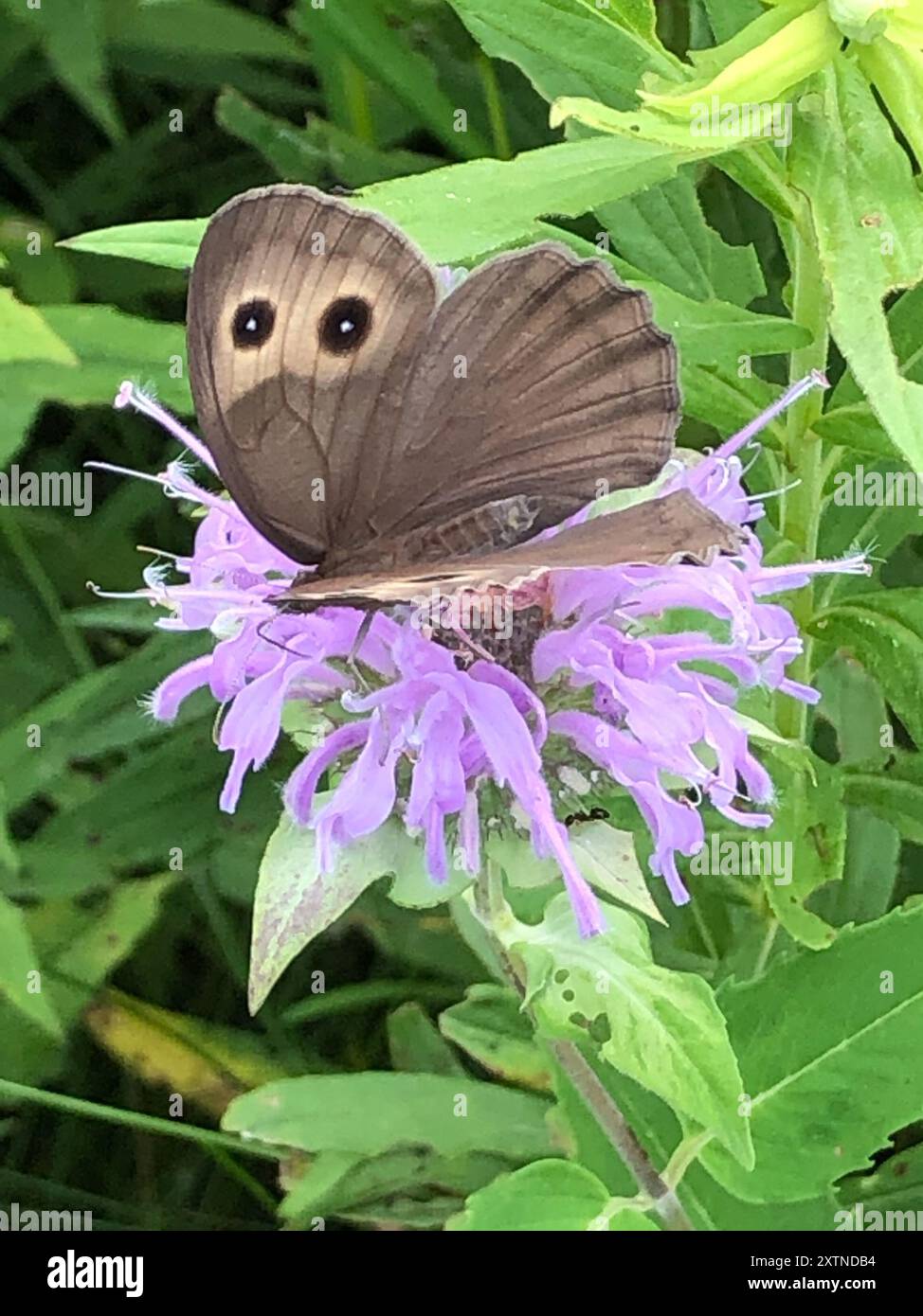 Common Wood-Nymph (Cercyonis pegala) Insecta Stock Photo - Alamy