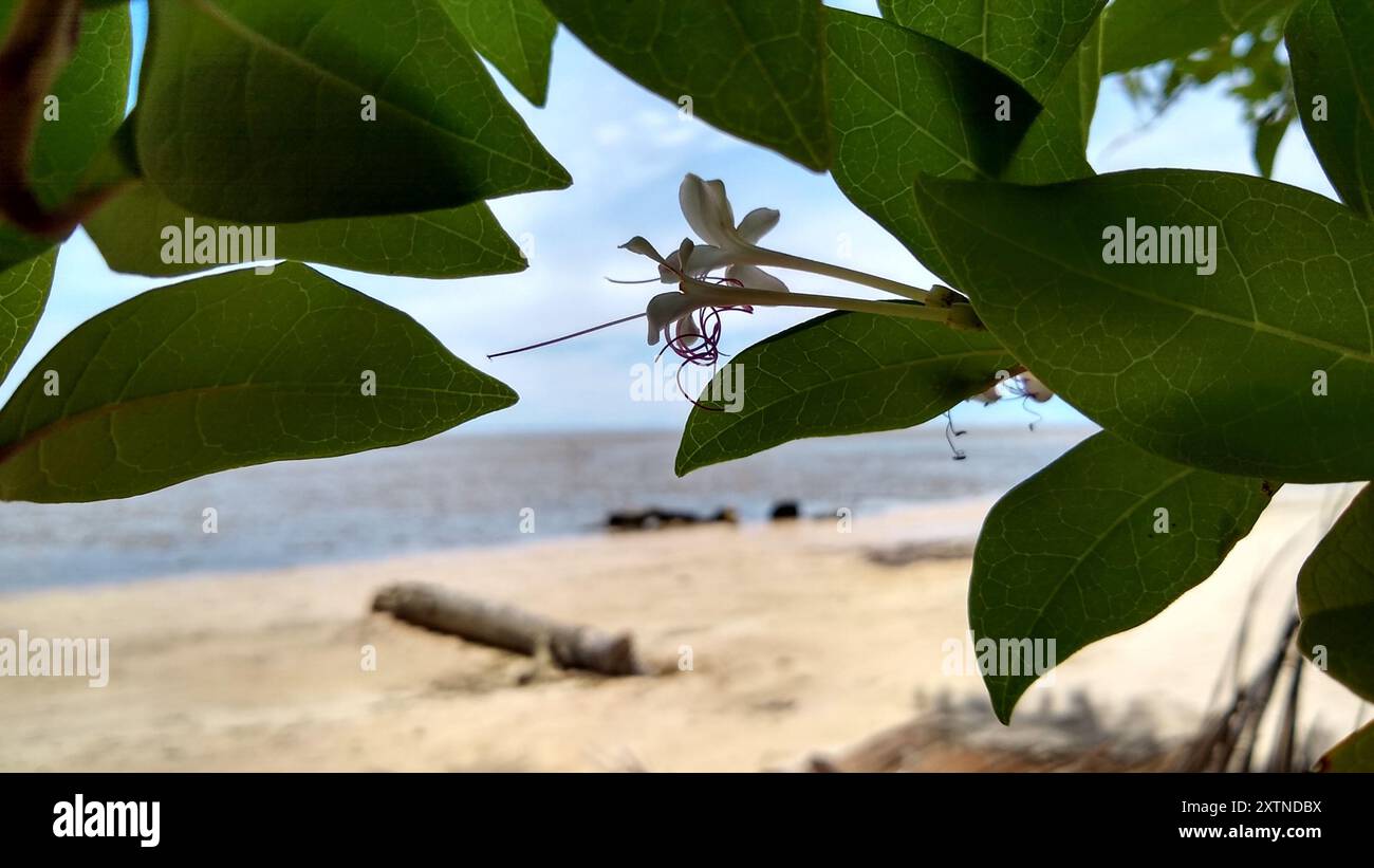 scrambling clerodendrum (Volkameria inermis) Plantae Stock Photo - Alamy