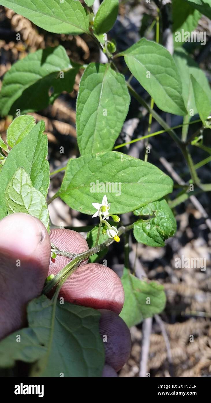 American black nightshade (Solanum americanum) Plantae Stock Photo - Alamy