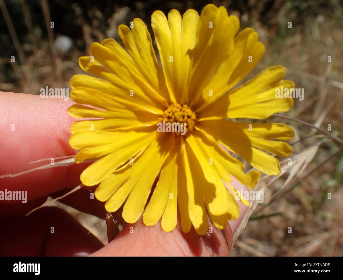 Common Madia (Madia elegans) Plantae Stock Photo - Alamy