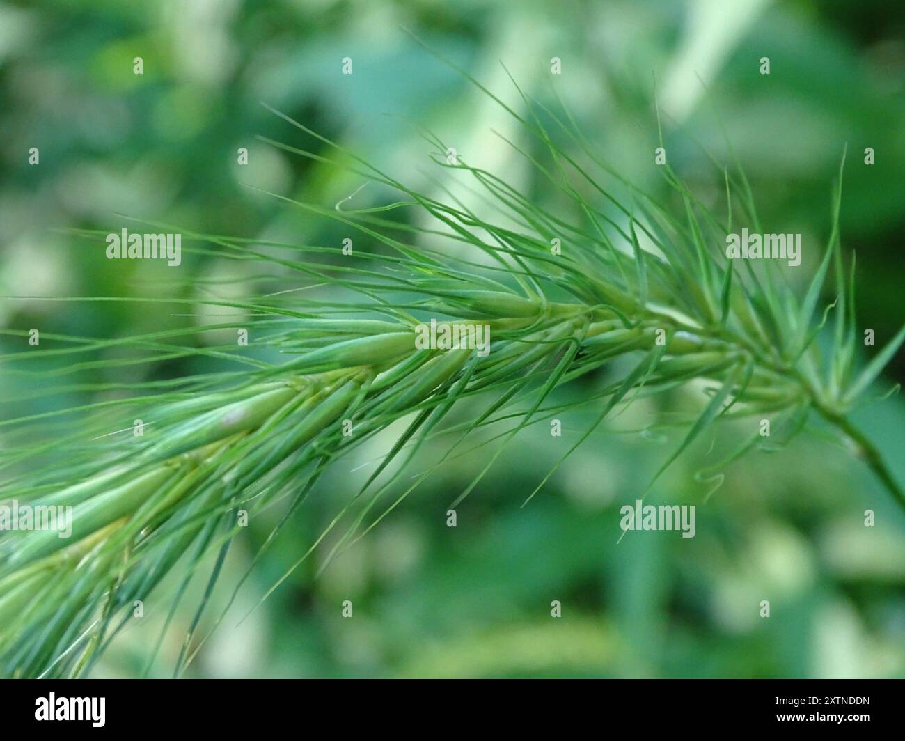 river wild rye (Elymus riparius) Plantae Stock Photo - Alamy