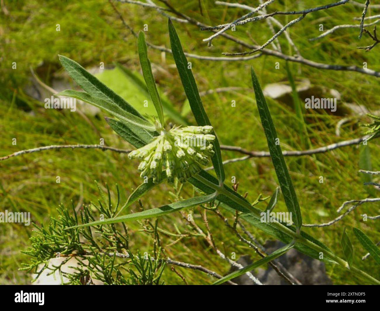 green comet milkweed (Asclepias viridiflora) Plantae Stock Photo - Alamy