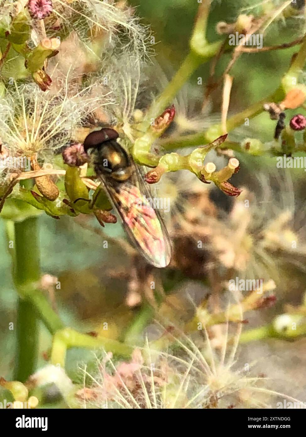 Typical Hover Flies (Syrphinae) Insecta Stock Photo - Alamy