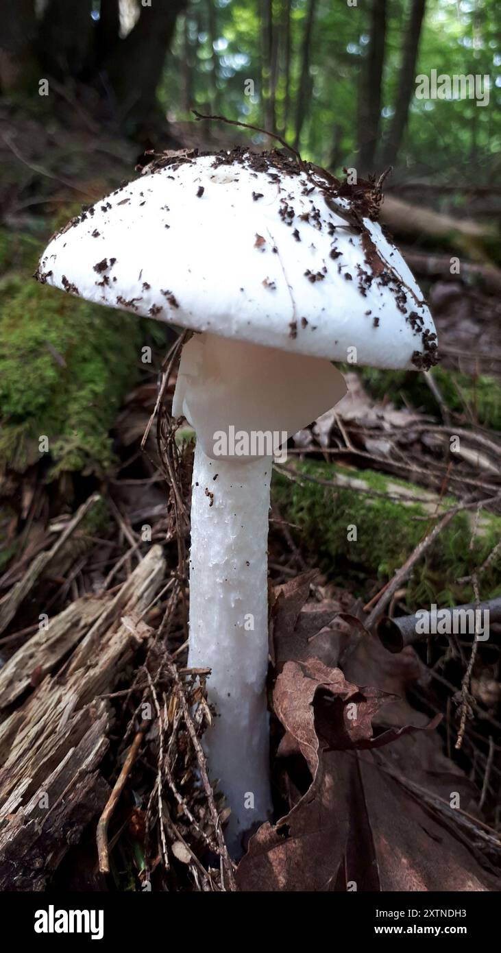 Eastern North American Destroying Angel (Amanita bisporigera) Fungi ...