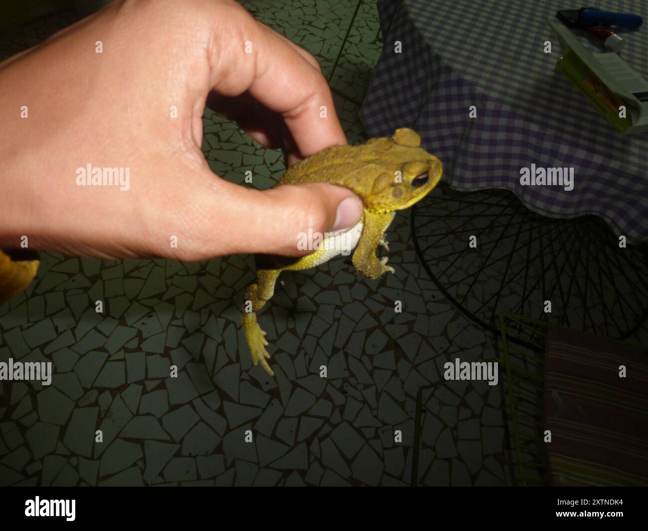 Yellow Toad (Incilius luetkenii) Amphibia Stock Photo - Alamy