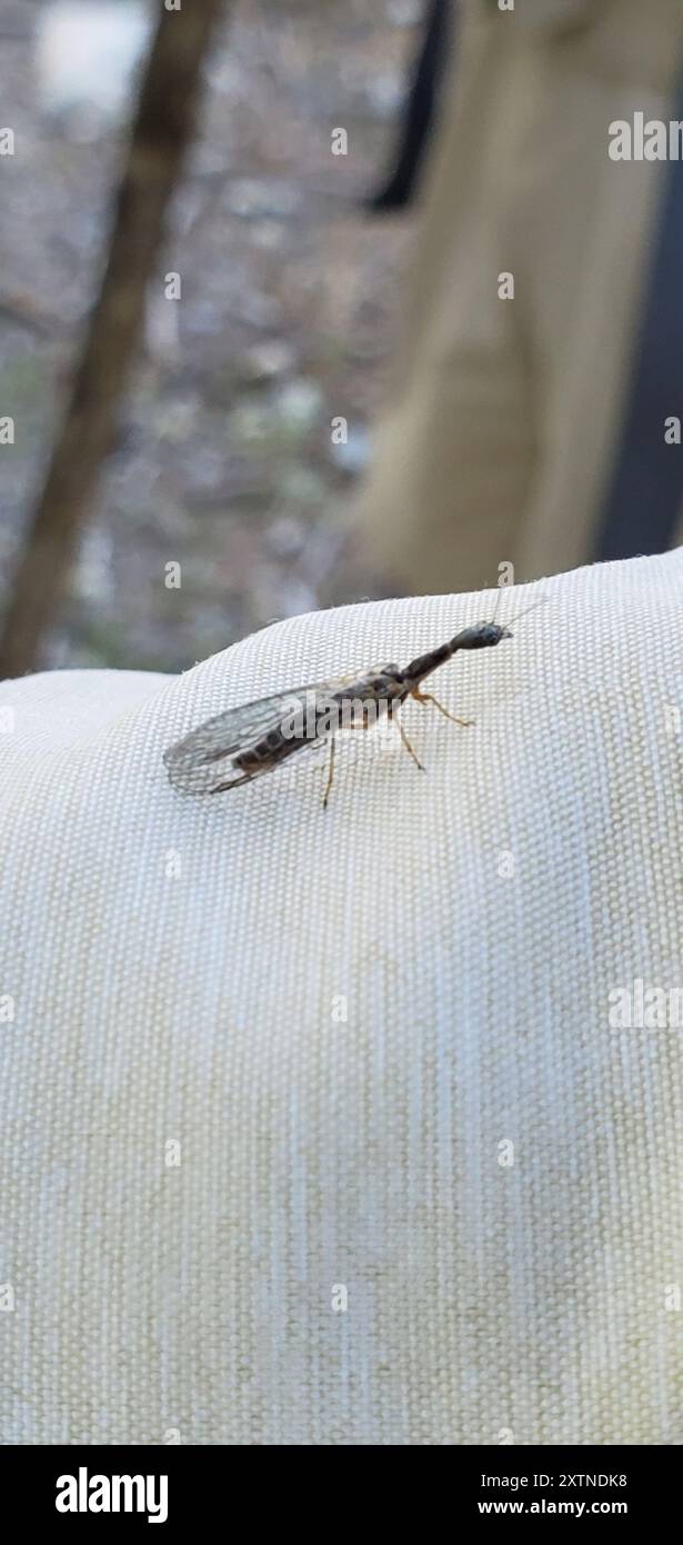 Common Snakeflies (Agulla) Insecta Stock Photo - Alamy