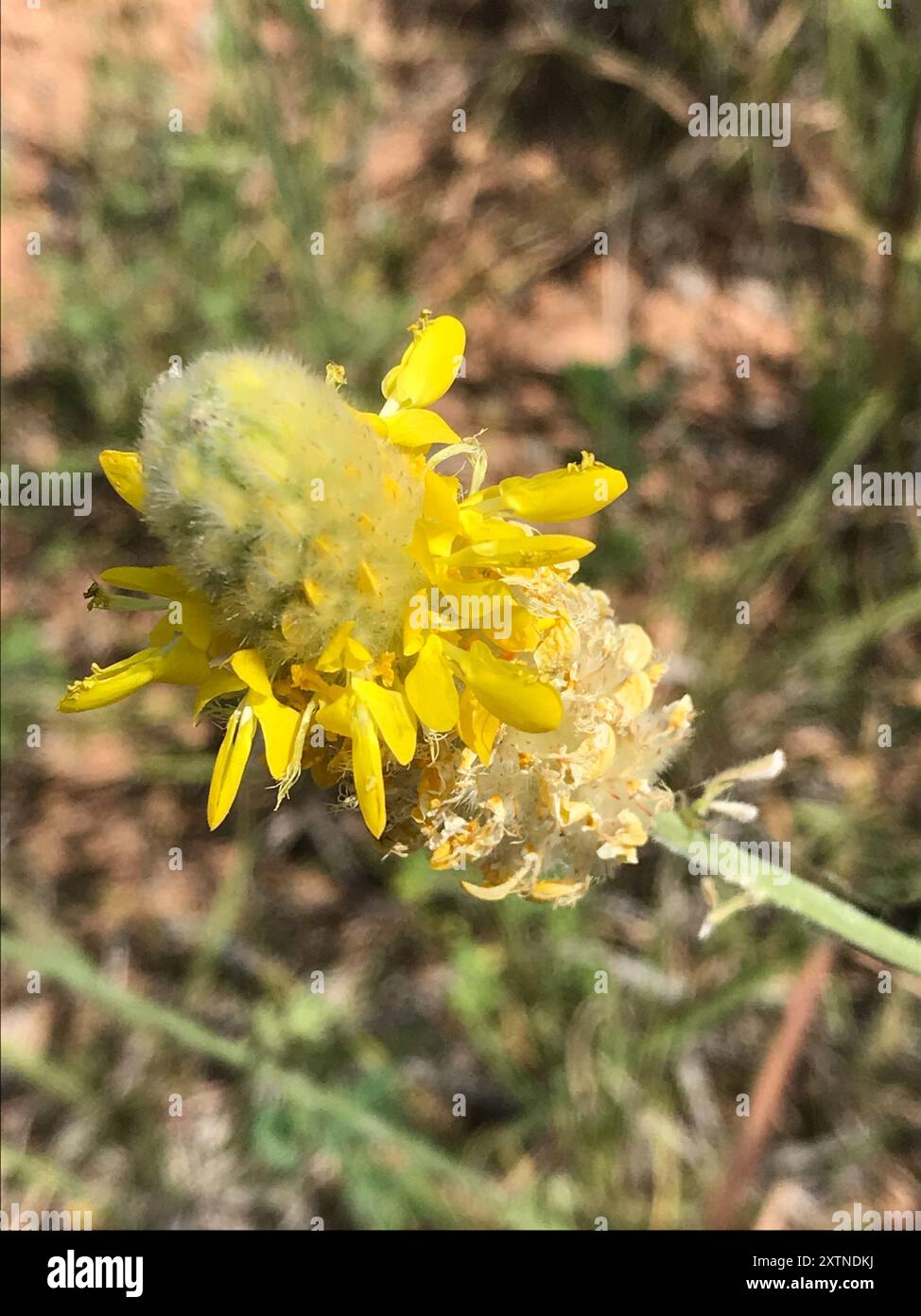 Golden dalea hi-res stock photography and images - Alamy