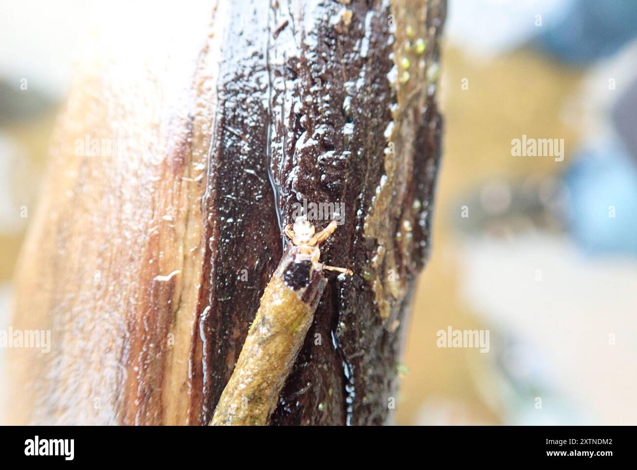 Giant Casemaker Caddisflies (Phryganeidae) Insecta Stock Photo - Alamy