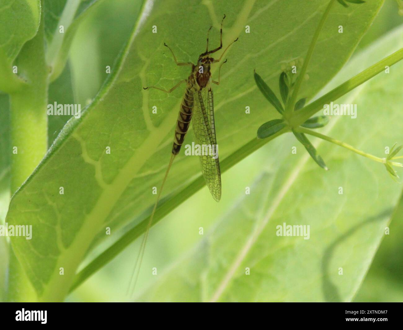 Giant Mayfly (Hexagenia limbata) Insecta Stock Photo - Alamy