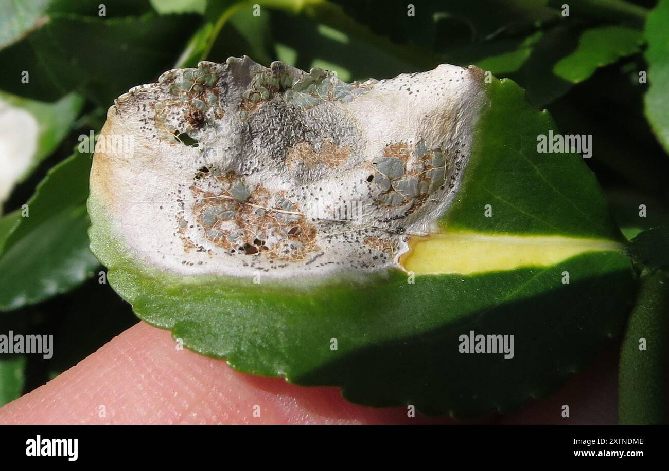 (Colletotrichum gloeosporioides) Fungi Stock Photo - Alamy