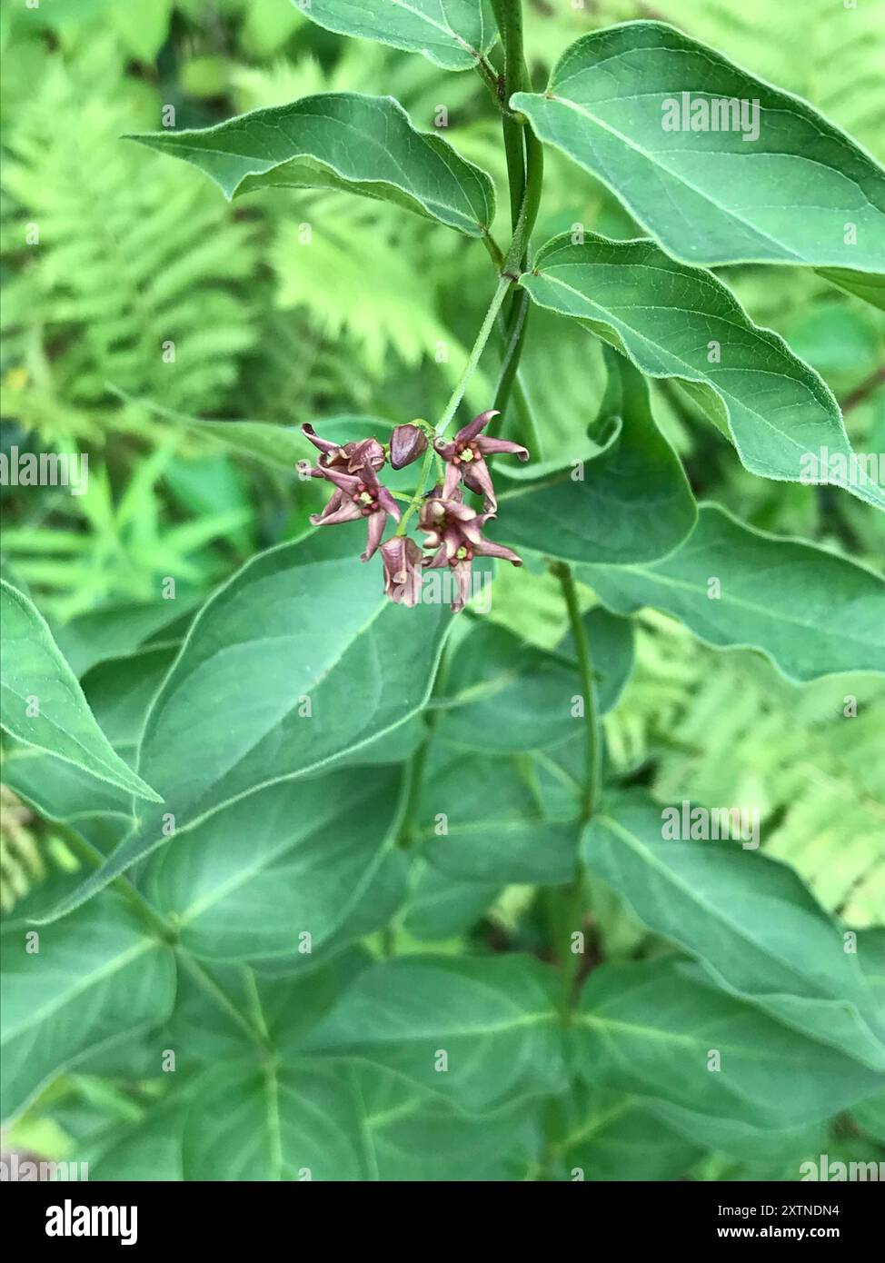 European swallow-wort (Vincetoxicum rossicum) Plantae Stock Photo - Alamy