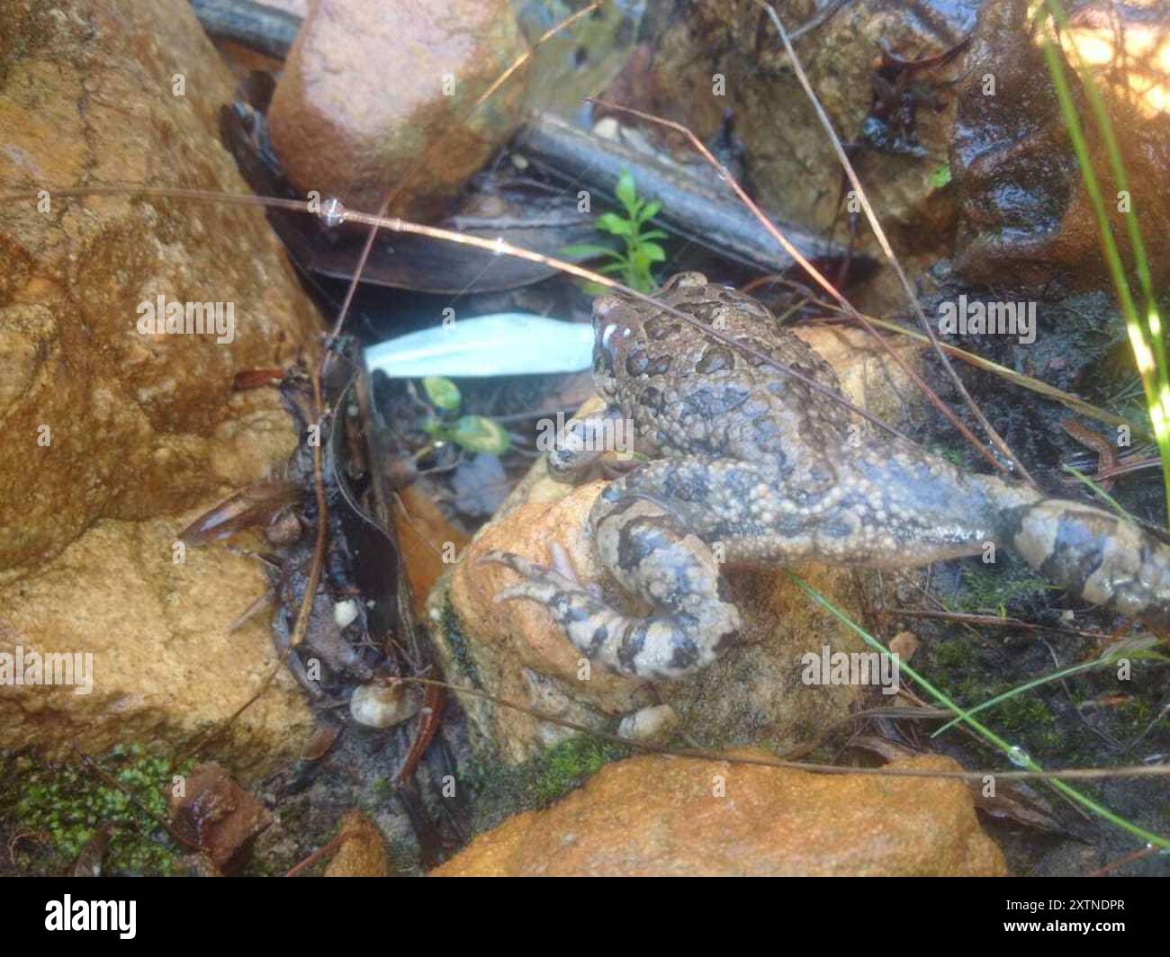 Raucous Toad (Sclerophrys capensis) Amphibia Stock Photo - Alamy