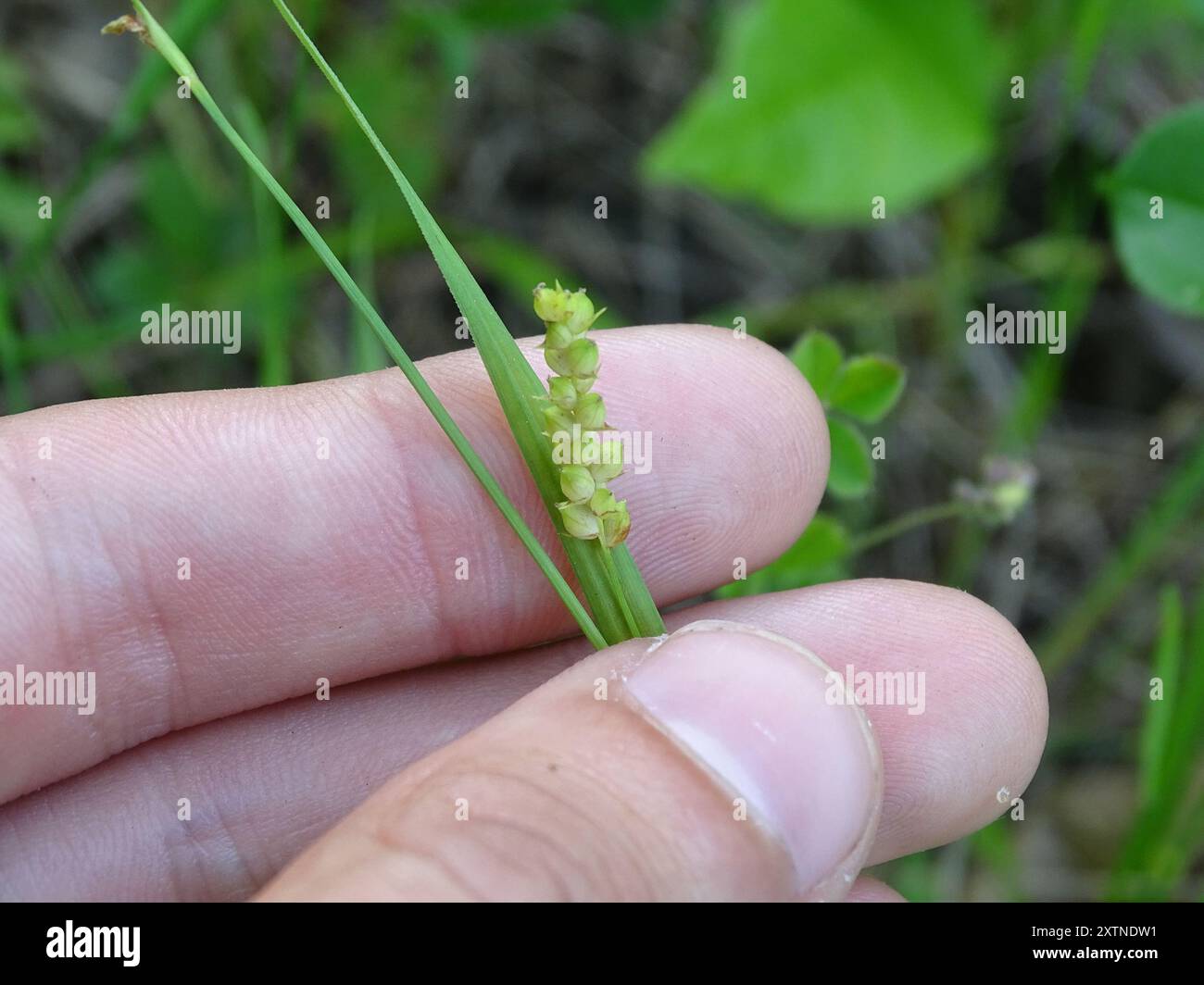 golden sedge (Carex aurea) Plantae Stock Photo - Alamy