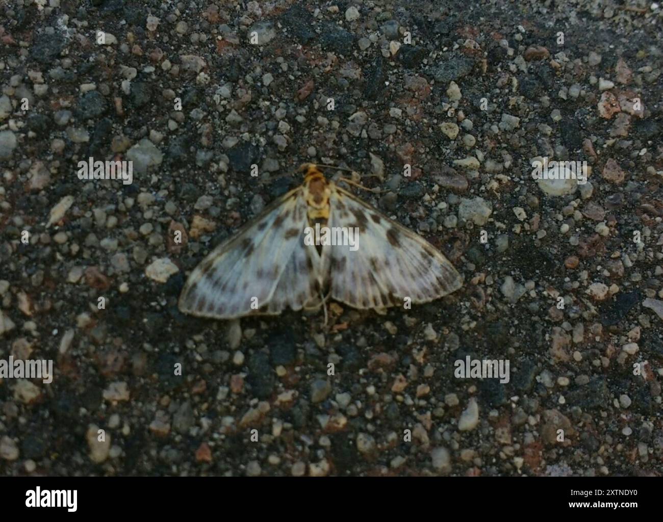 Small Magpie (Anania hortulata) Insecta Stock Photo - Alamy