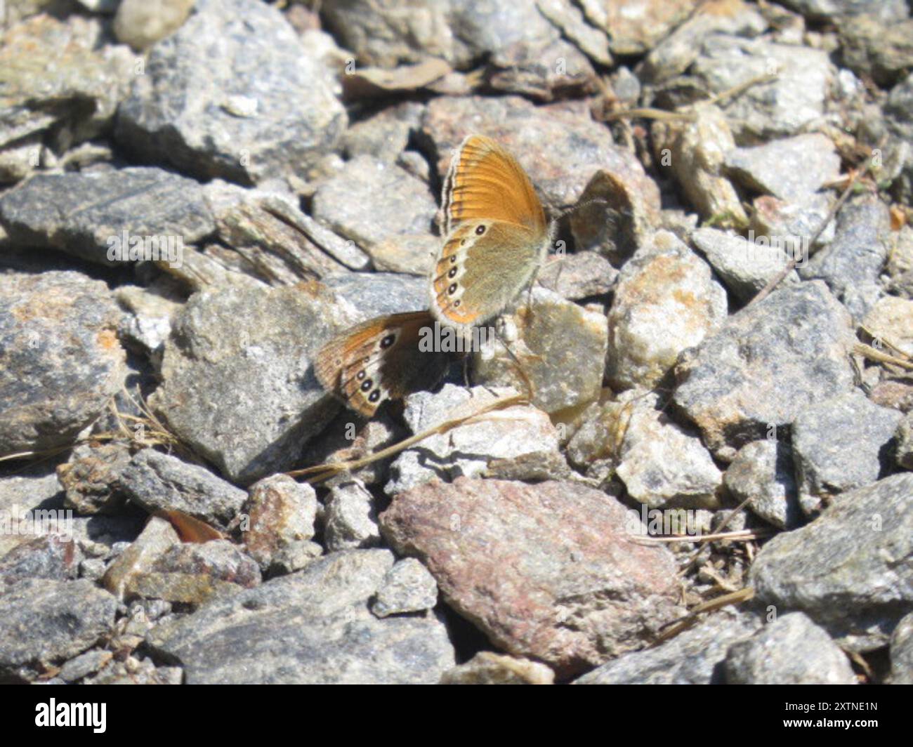 Alpine Heath (Coenonympha gardetta) Insecta Stock Photo - Alamy