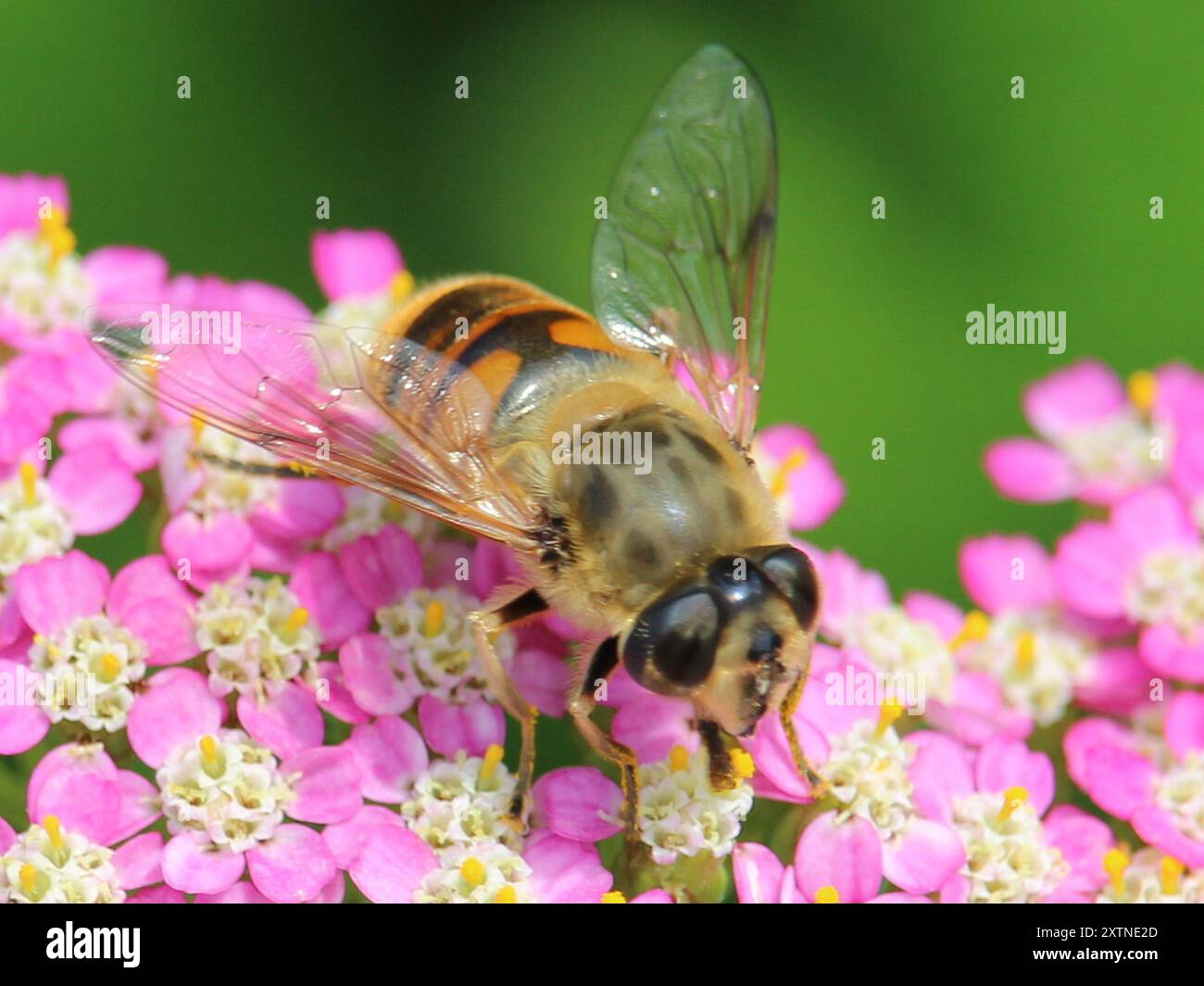 Common Drone Fly (Eristalis tenax) Insecta Stock Photo - Alamy