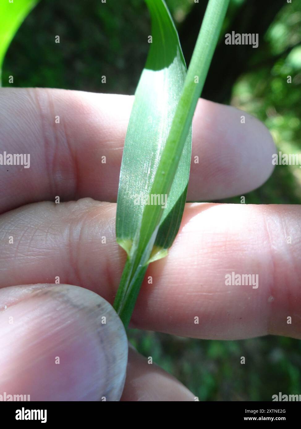 Wood Millet (Milium effusum) Plantae Stock Photo - Alamy