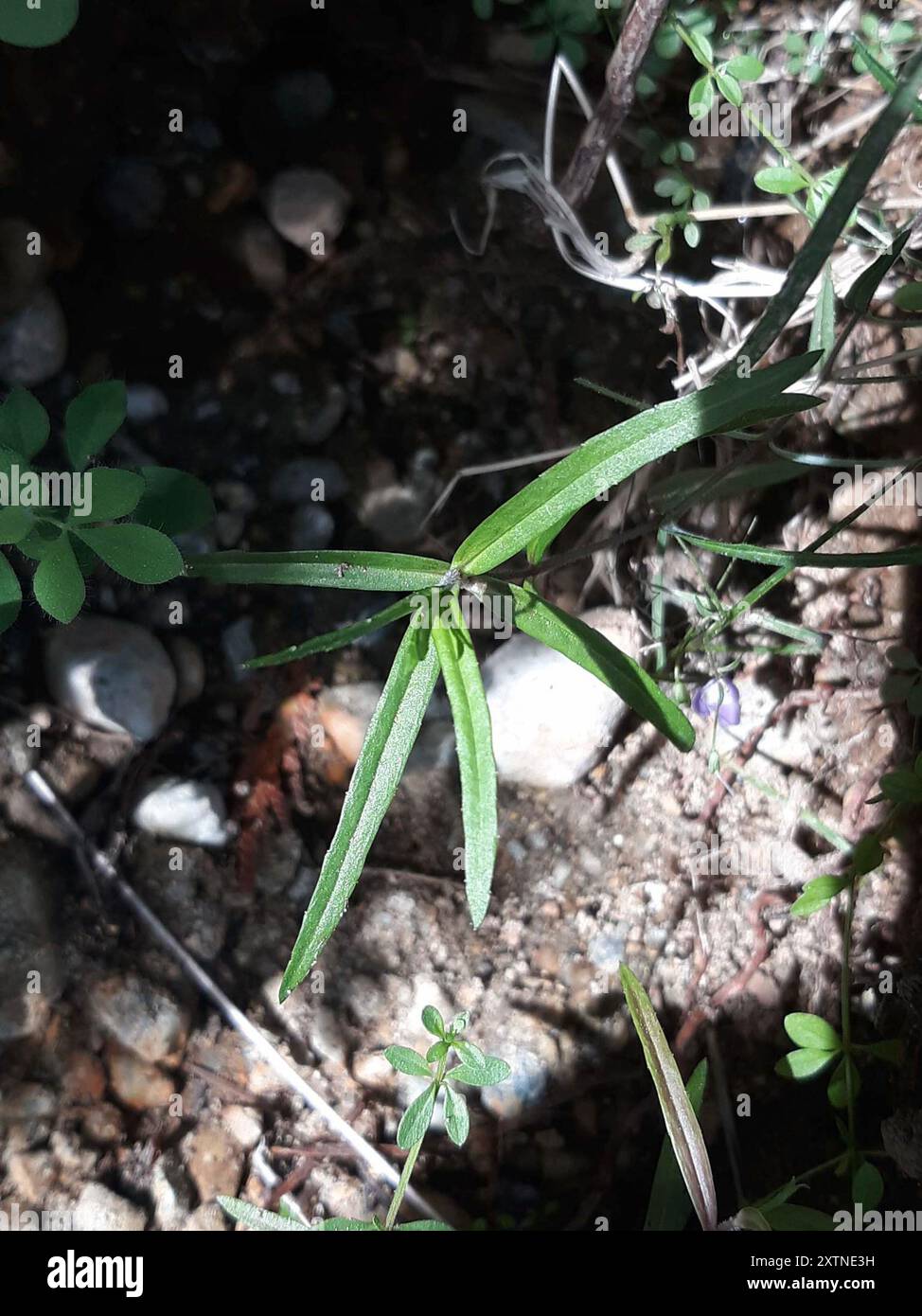 Marsh Speedwell (Veronica scutellata) Plantae Stock Photo - Alamy