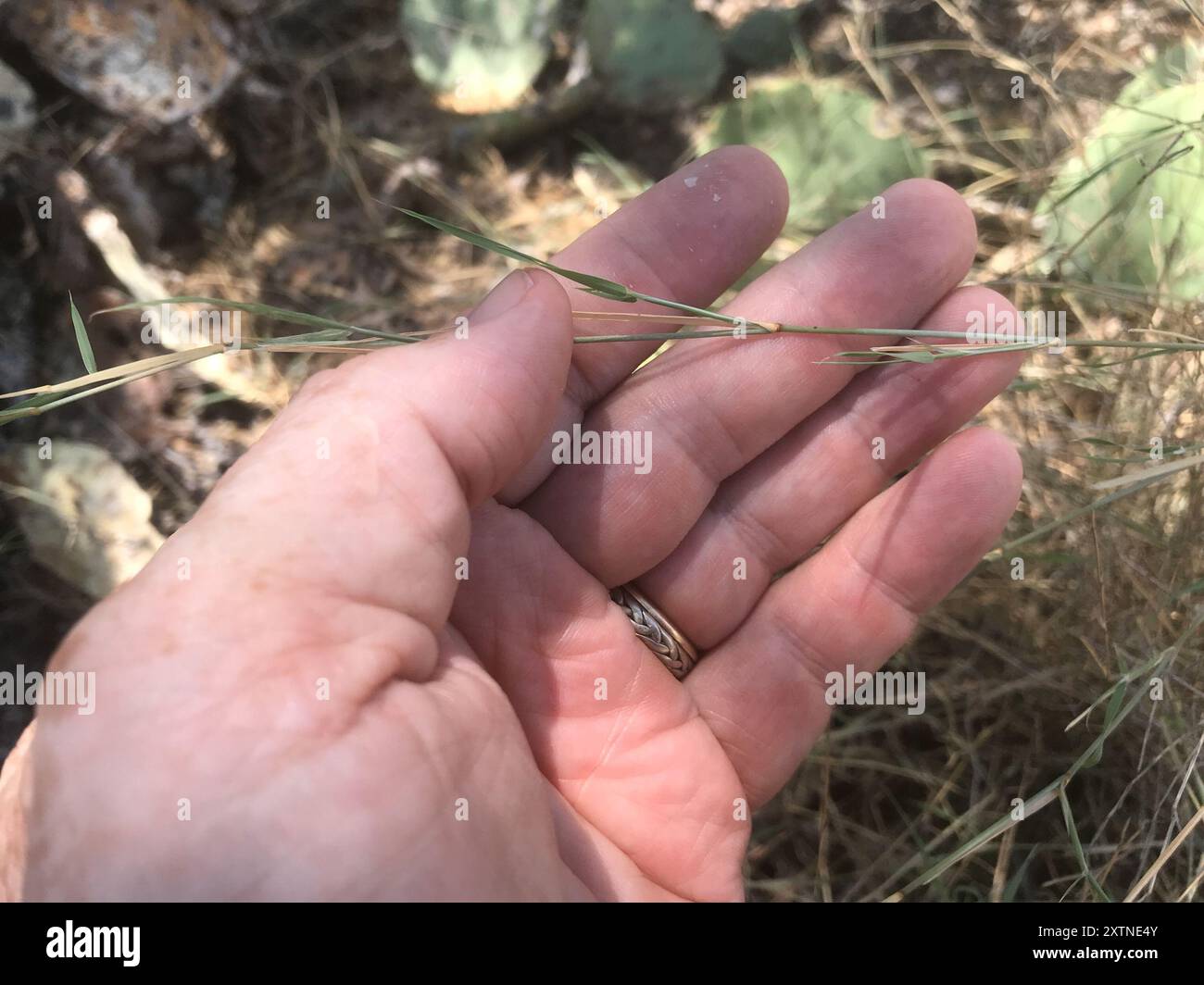 Bush Muhly (Muhlenbergia porteri) Plantae Stock Photo - Alamy