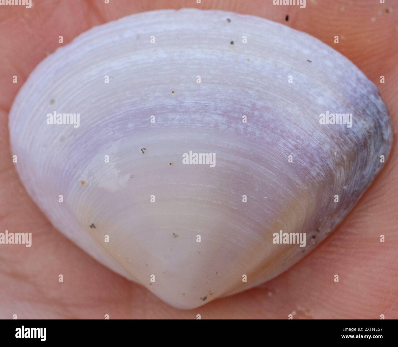 (Mactra australis) Mollusca Stock Photo - Alamy
