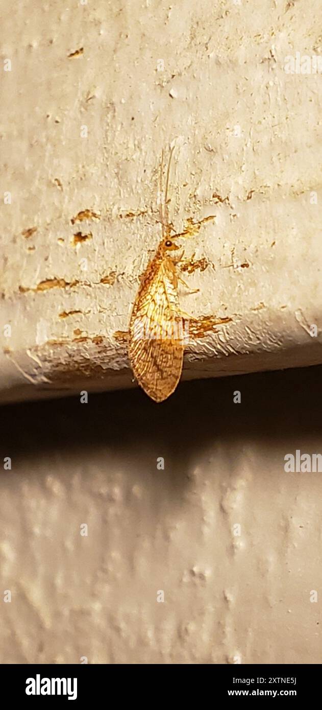 Micromus hi-res stock photography and images - Alamy