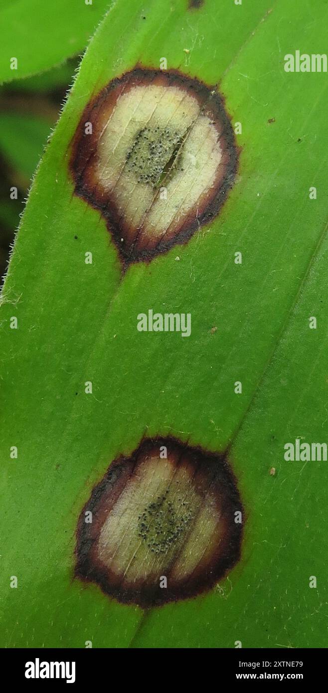 (Phyllosticta convallariae) Fungi Stock Photo - Alamy